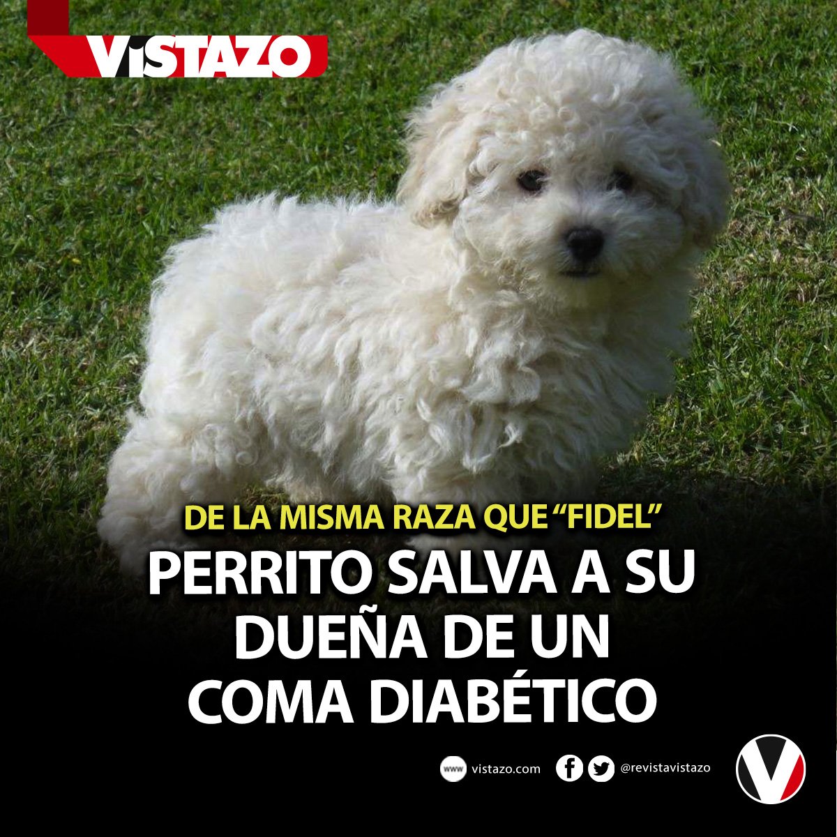 CURIOSO | Britt Grogan y su pequeño French Poodle -de la misma raza que ...