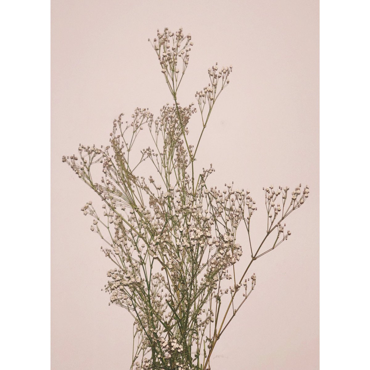 Devani (@devani_rmz) | Twitter