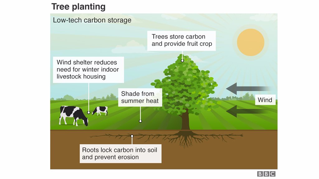Planting Trees To Prevent Erosion How Can Trees Help Prevent Soil