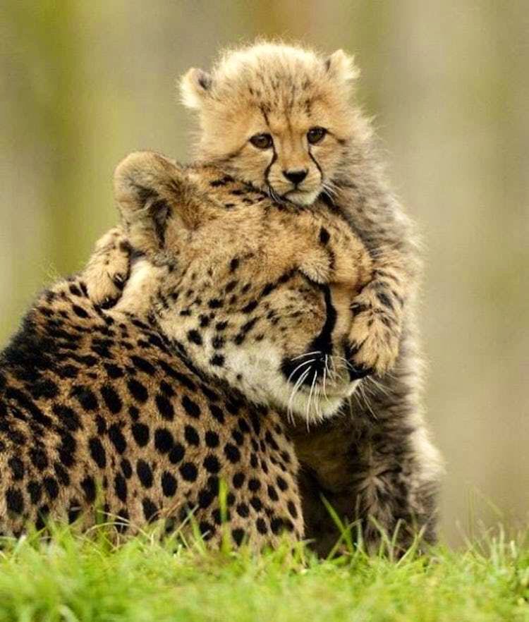 Running Baby Animals