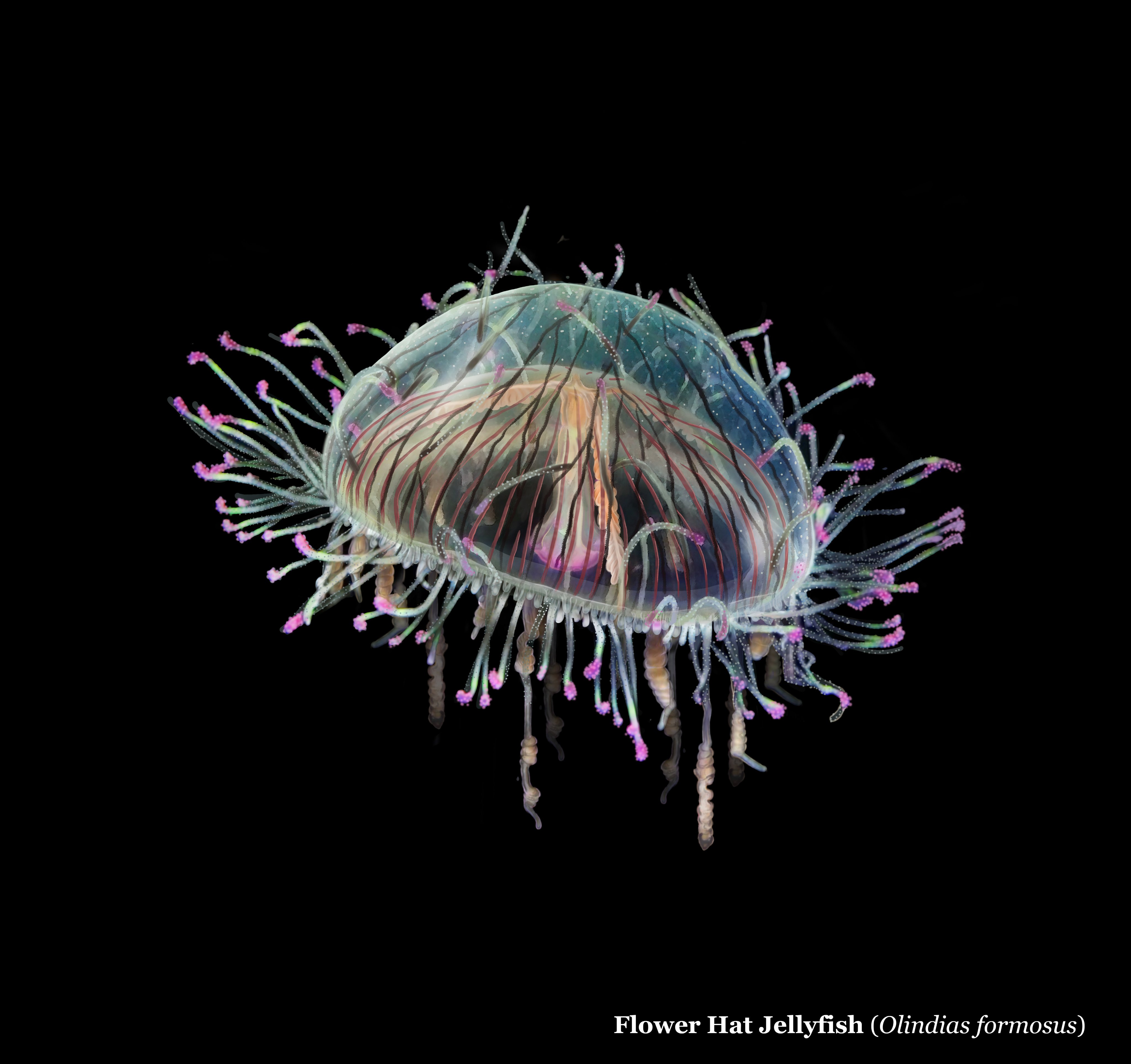 Flower Hat Jellyfish