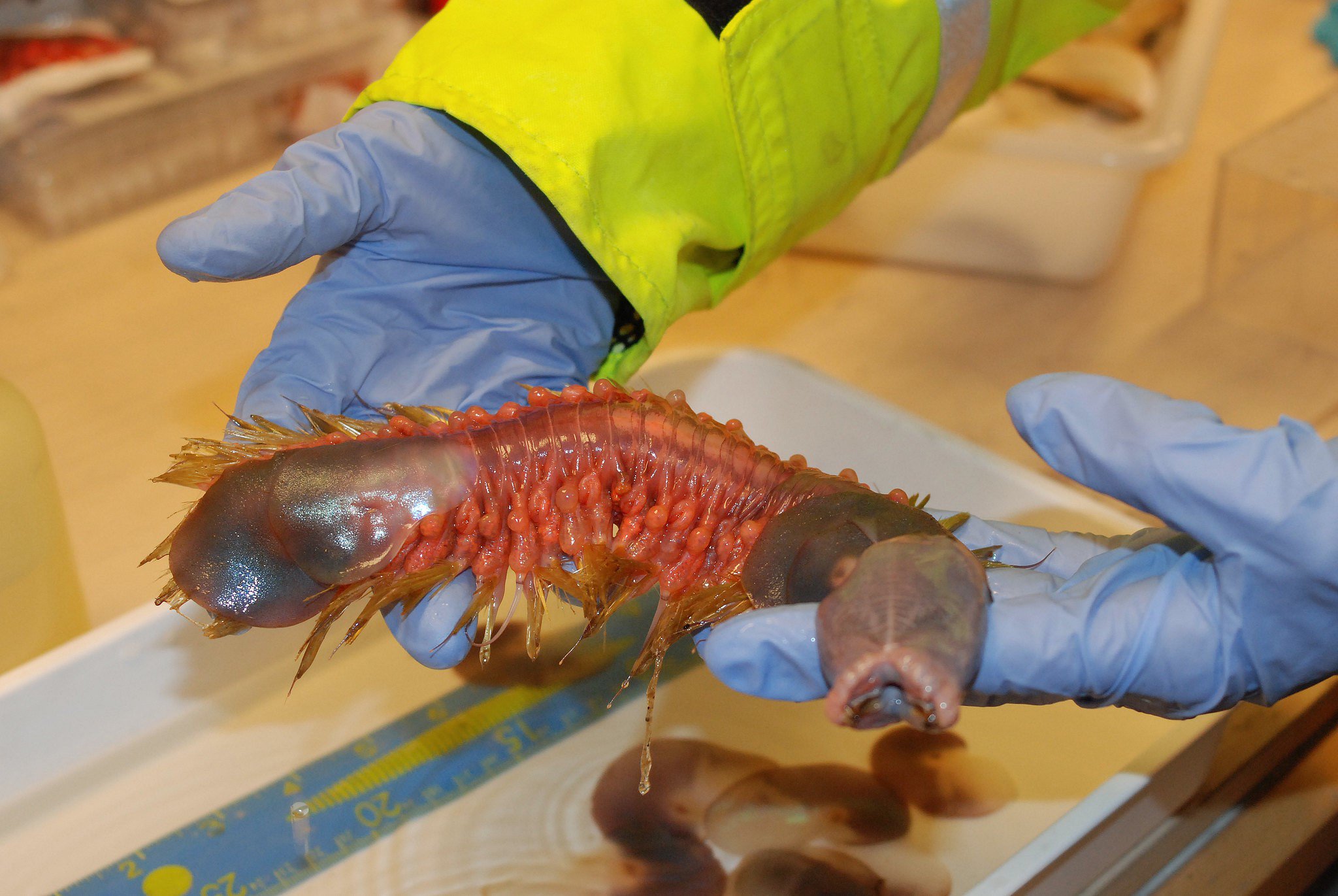 Giant Scale Worm