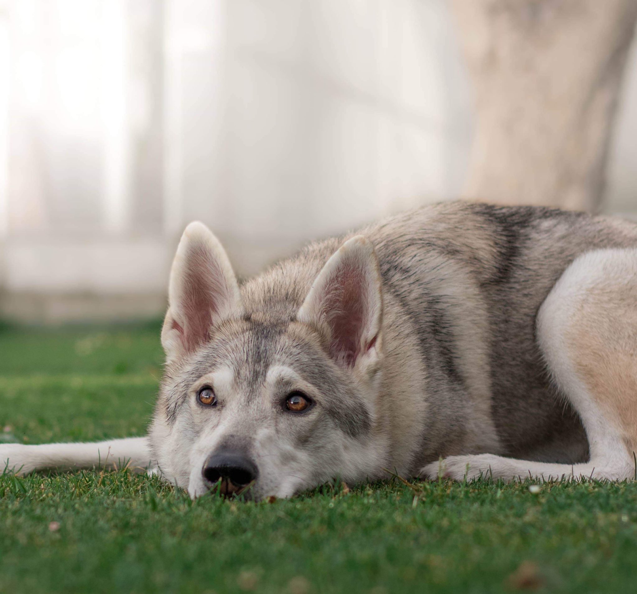Tamaskan Husky Puppies