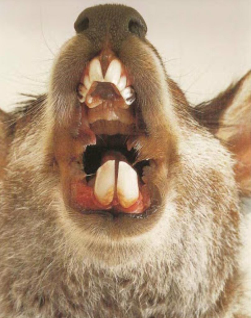 Kangaroo Canine Teeth