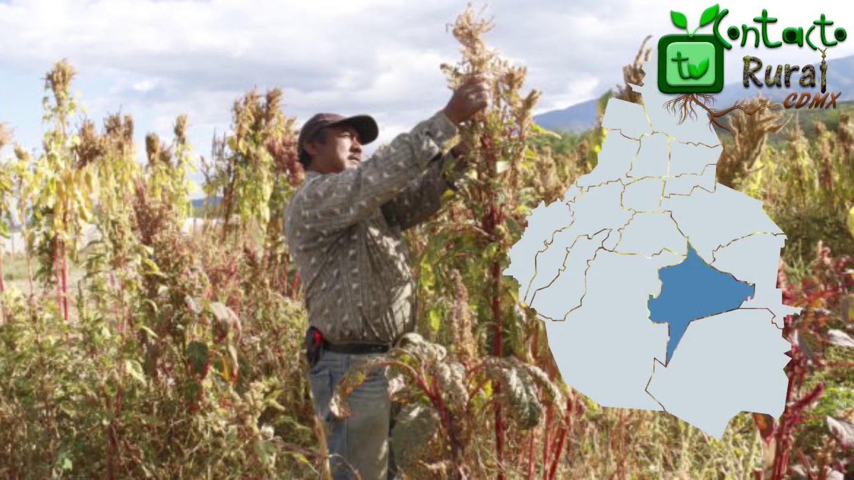 TV Contacto Rural CDMX (@TVContactoRural) | Twitter TV Contacto Rural CDMX (@TVContactoRural) | Twitter