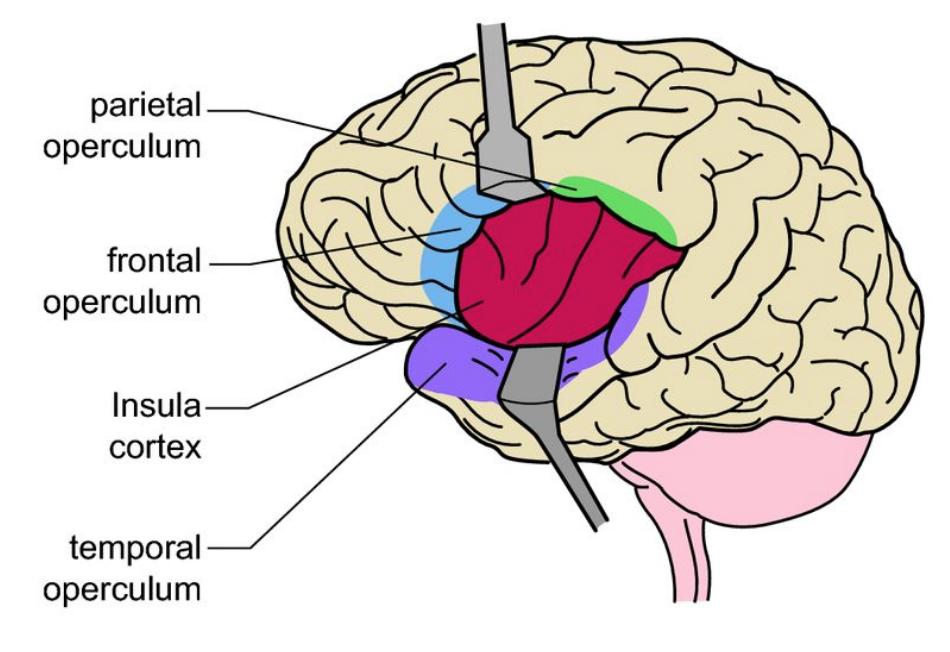 Insula