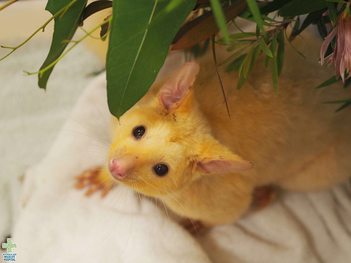 Golden Brushtail Possum Pet