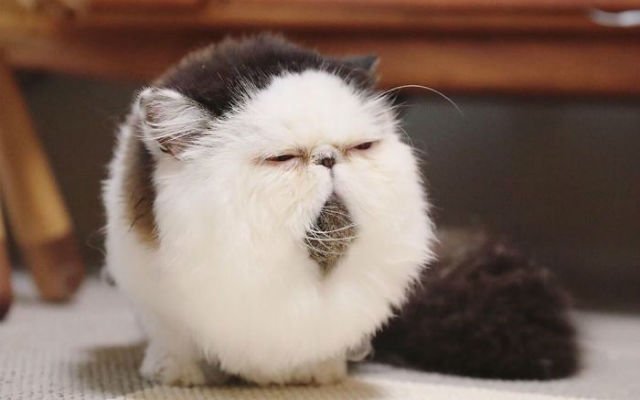 Super Fluffy Kittens