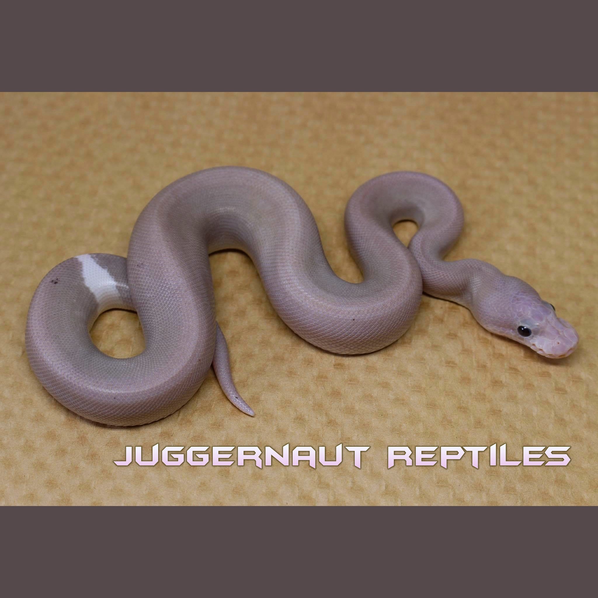 Super Black Pastel Pied Ball Python