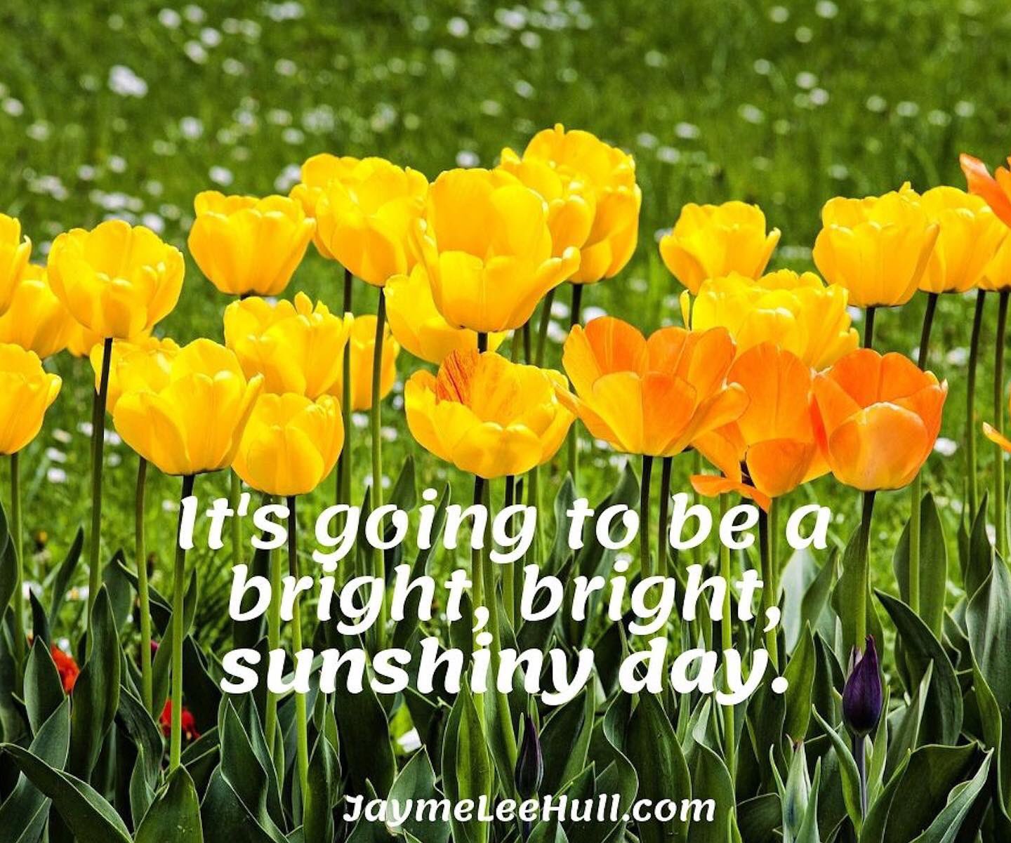 Bright Sunny Day Quotes