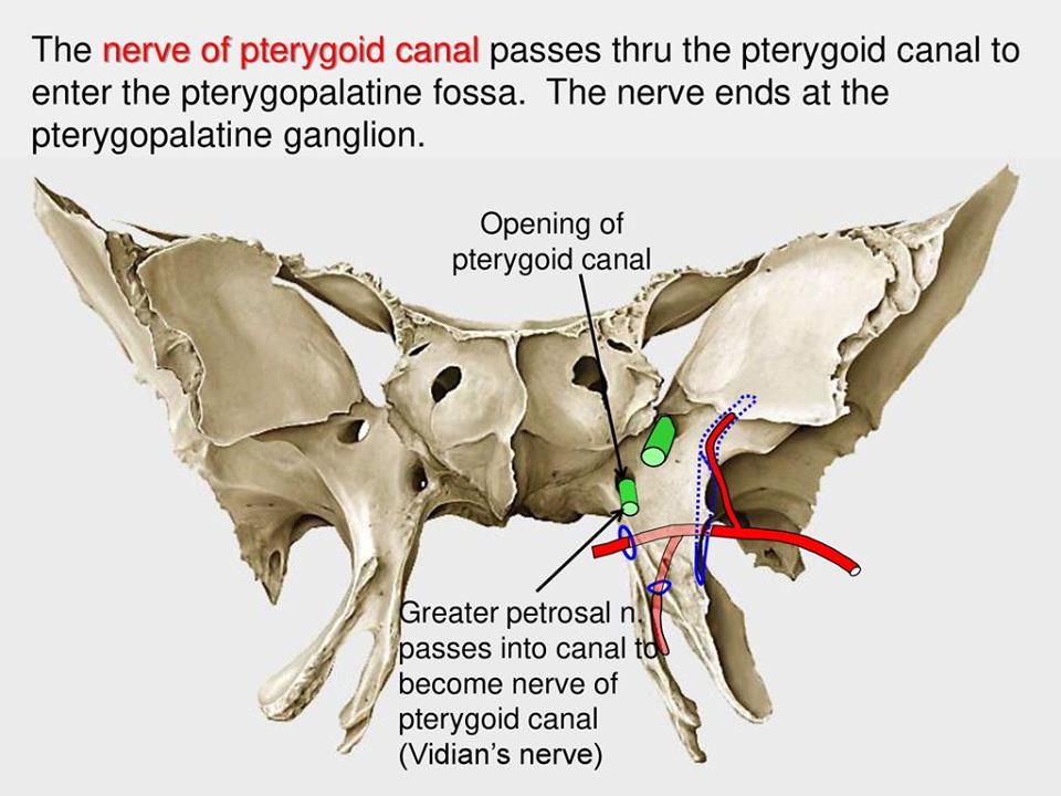 Nerve Of Pterygoid Canal