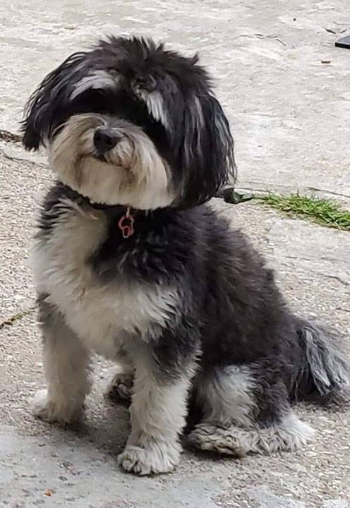 Black Maltese Pomeranian Mix