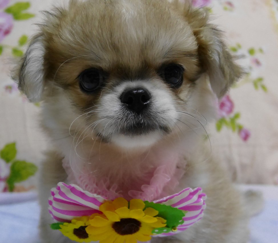 Licca(@mimi_momo) - Twilog (ツイログ)