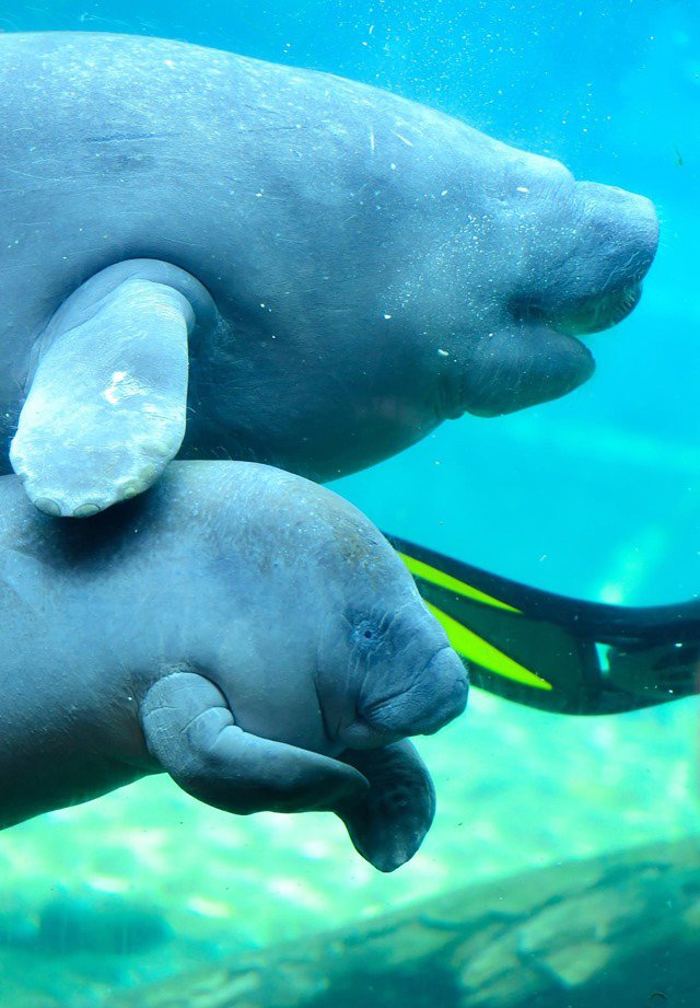 West African Manatee