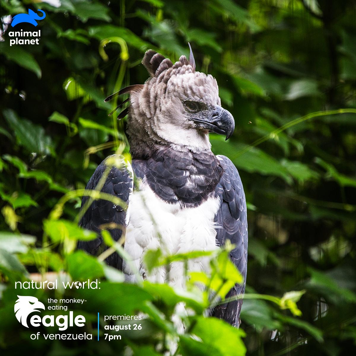Harpy Eagle Eating Monkey