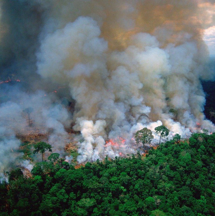 Flagfrog on Twitter: "ขณะนี้ป่าแอมะซอน (Amazon) ผืนป่าที่เปรียบเสมือนปอดของโลก กำลังเผชิญกับไฟ ...