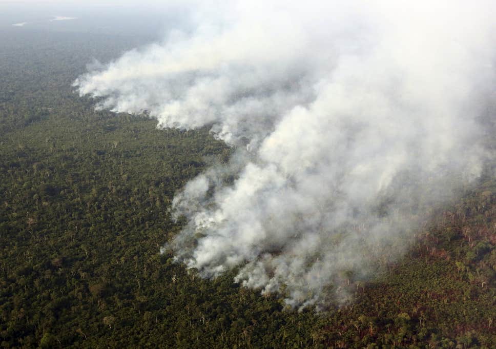 Flagfrog on Twitter: "ขณะนี้ป่าแอมะซอน (Amazon) ผืนป่าที่เปรียบเสมือนปอดของโลก กำลังเผชิญกับไฟ ...