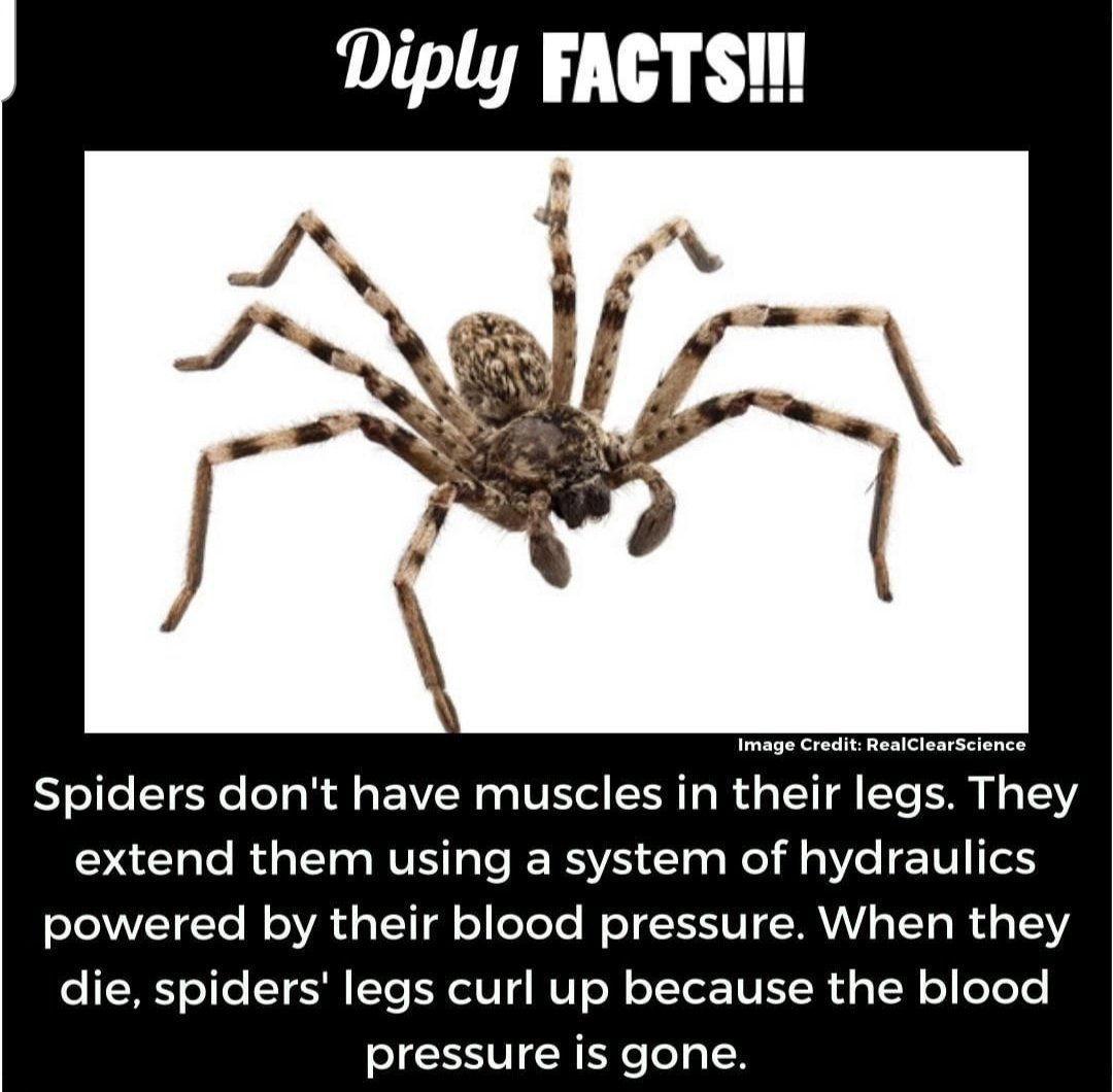 Wolf Spider Memes Wolf Spider GIFs Find & Share On GIPHY