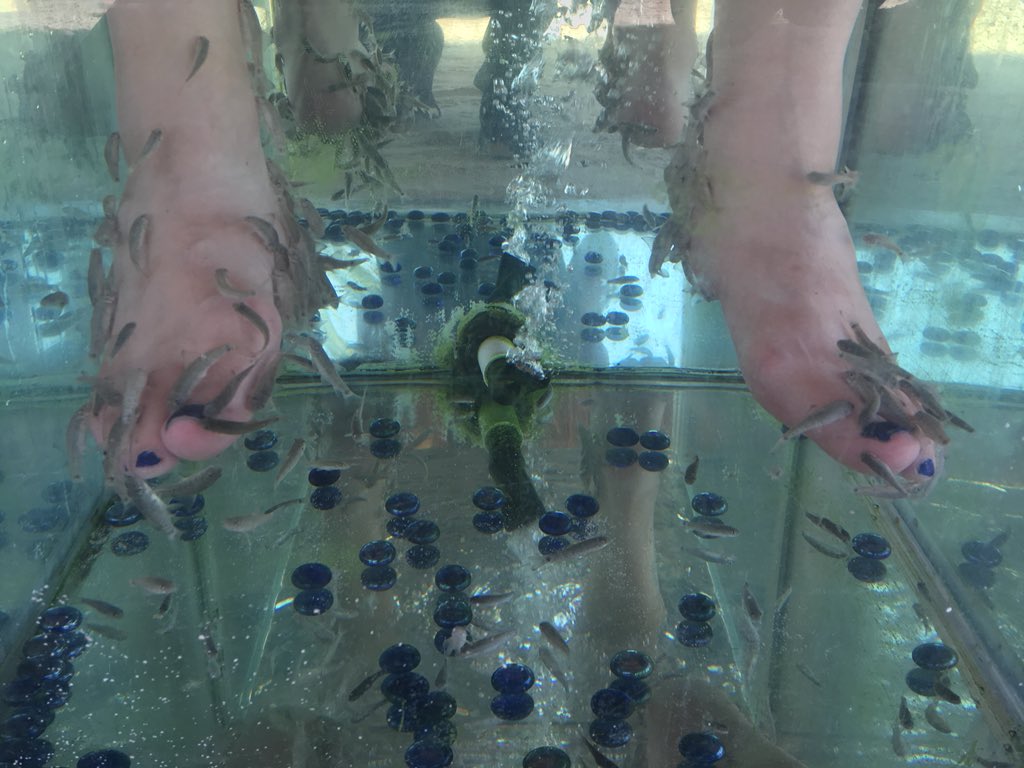 Skin Eating Fish For Tanks