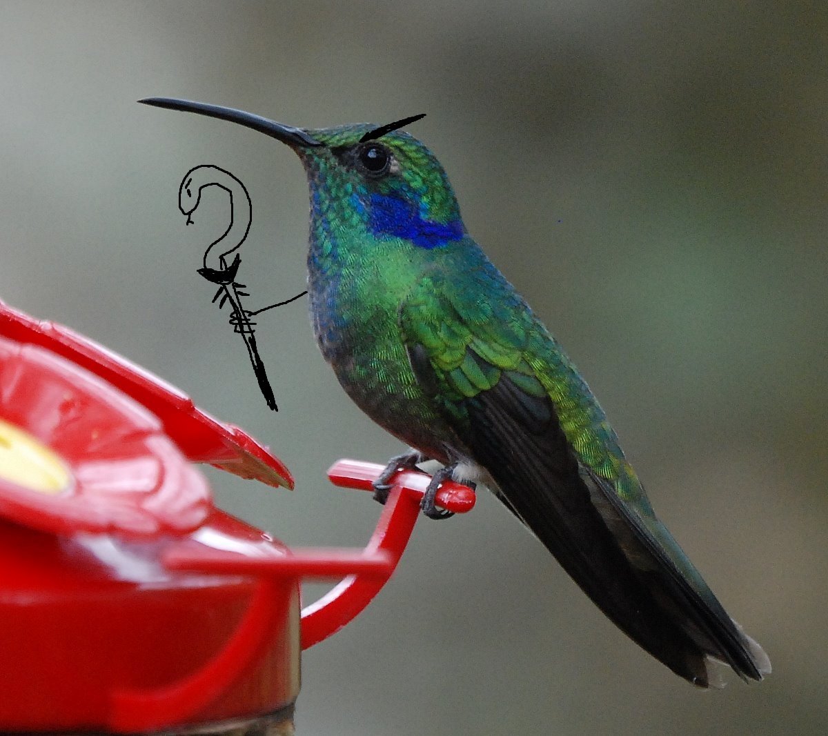 Aztec Blue Hummingbird