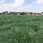 Barenbrug - Make Life Beautiful