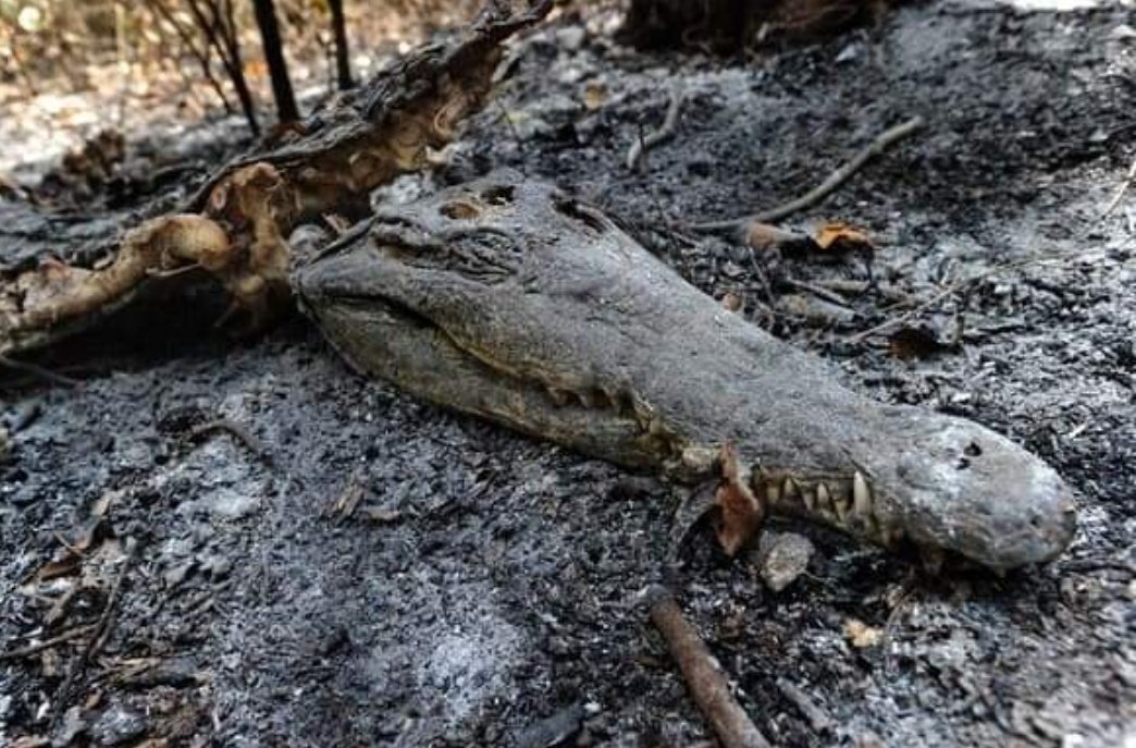 Gilbert Treblig (@Gilbert_1198) | Twitter