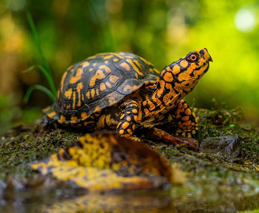 Colorful Land Turtles