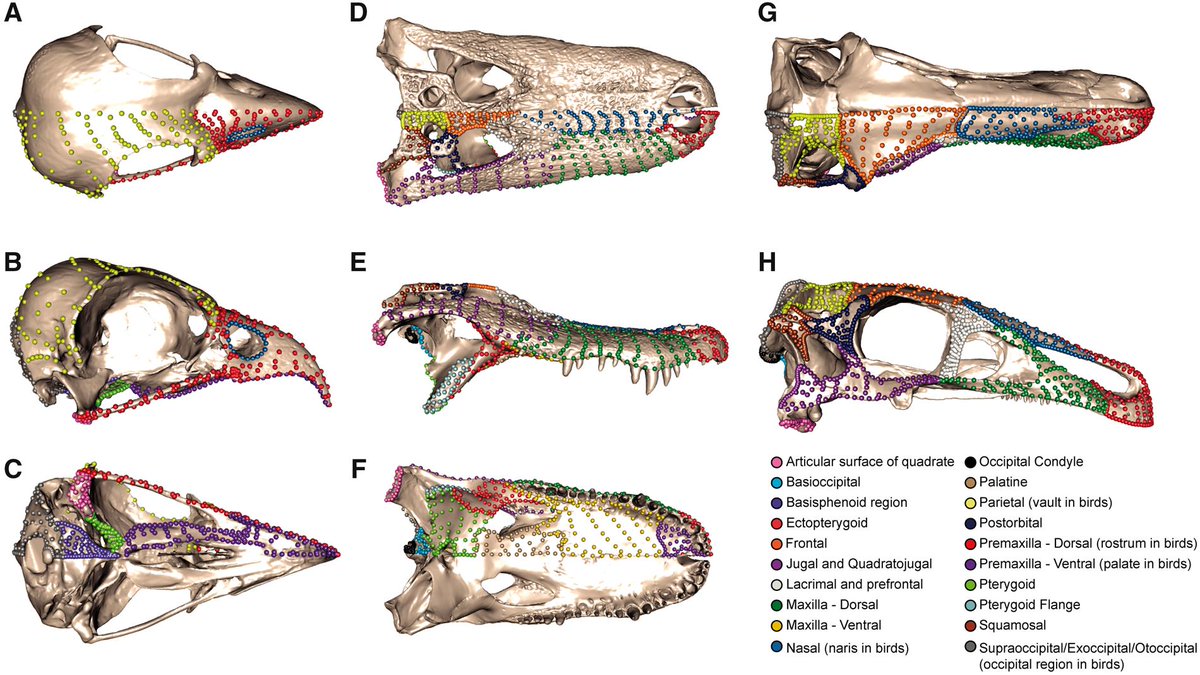 Occipital Condyle Bird