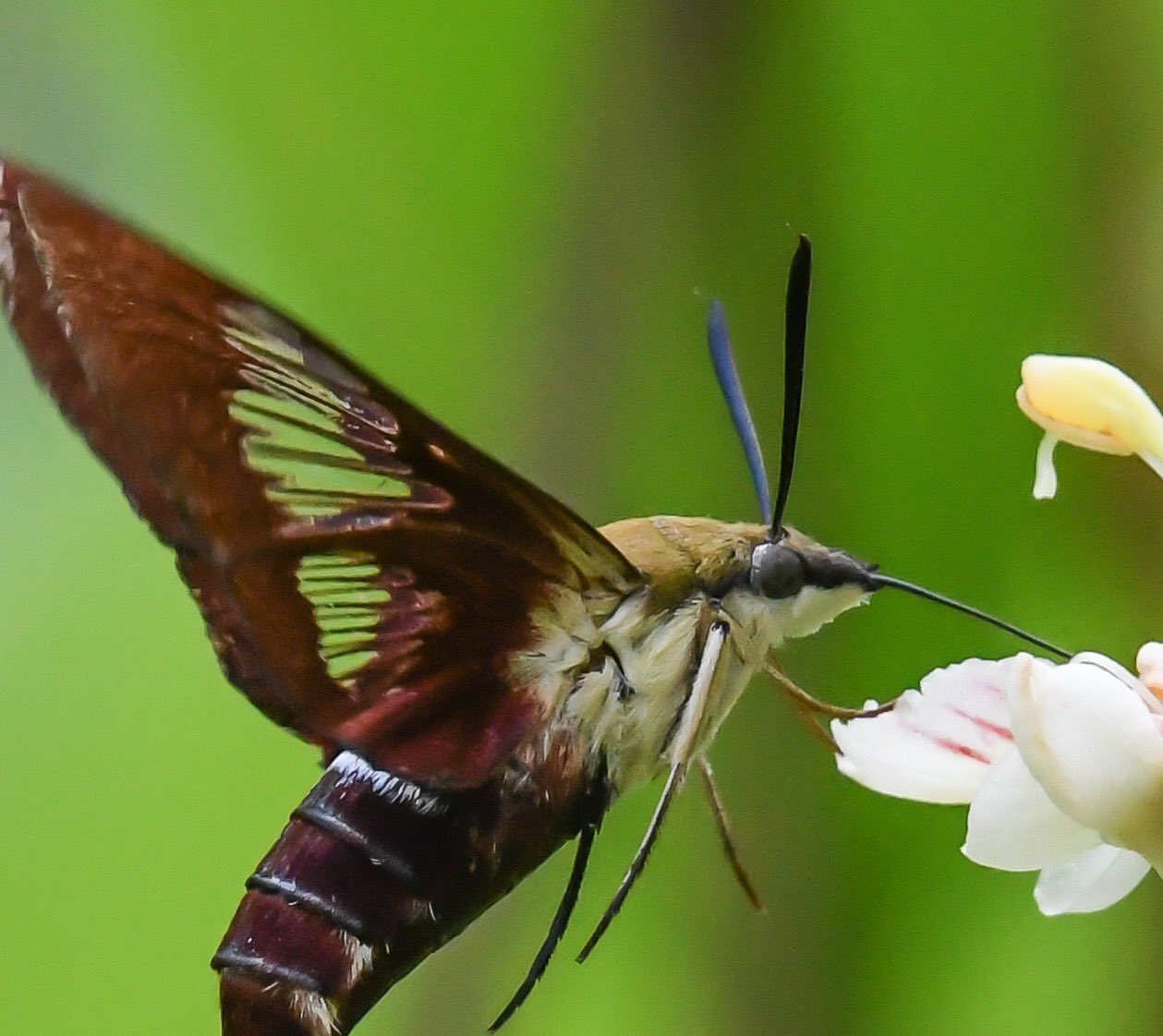 Mistaken For Hummingbird Moth