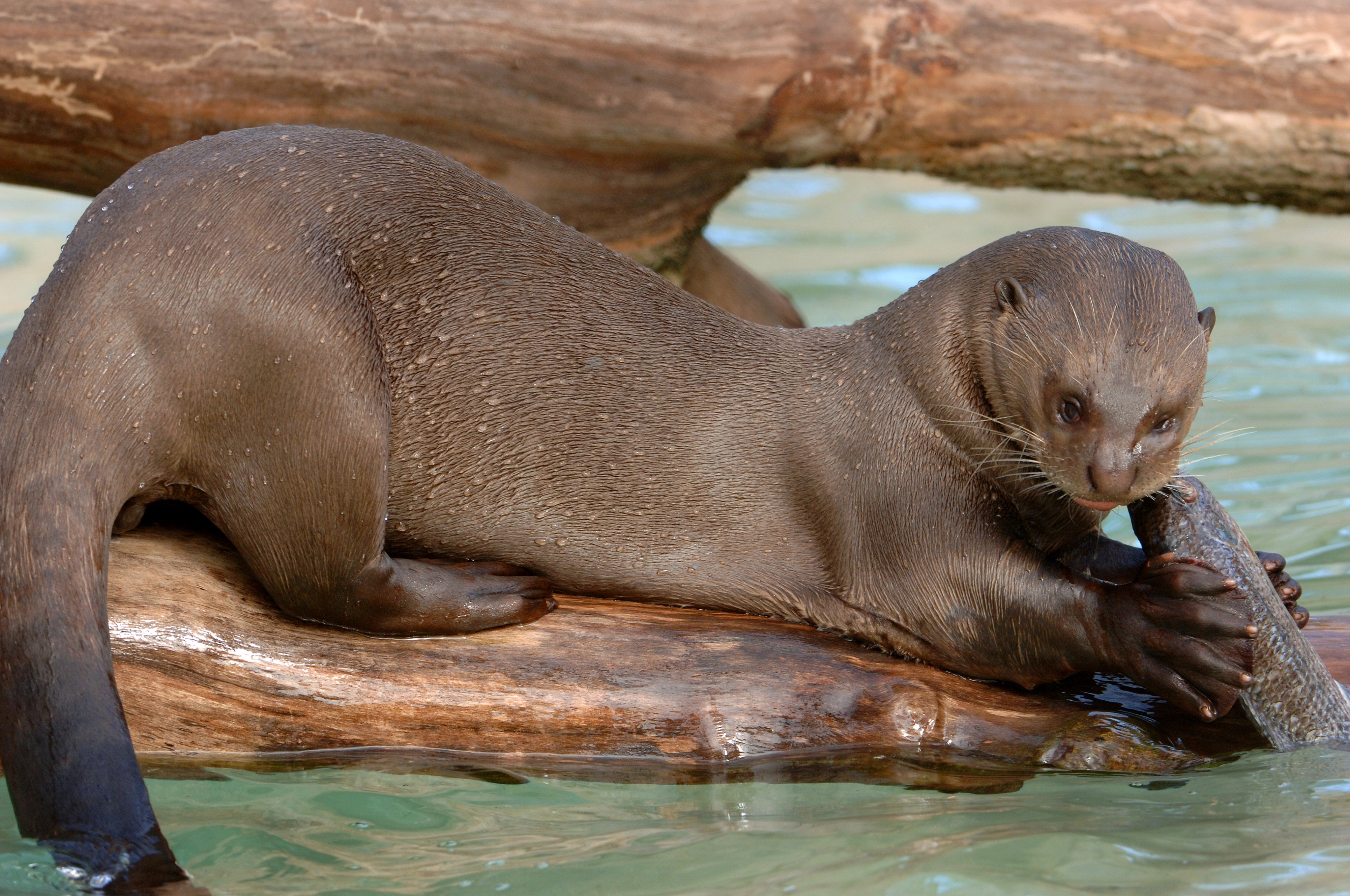 Giant River Otter Size