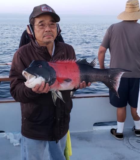 Pacific Sheepshead Fish