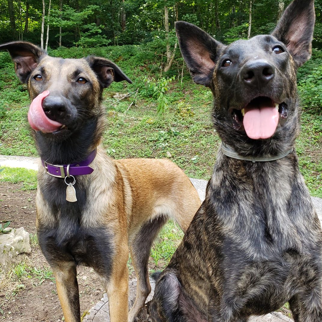 Whippet Dutch Shepherd Mix