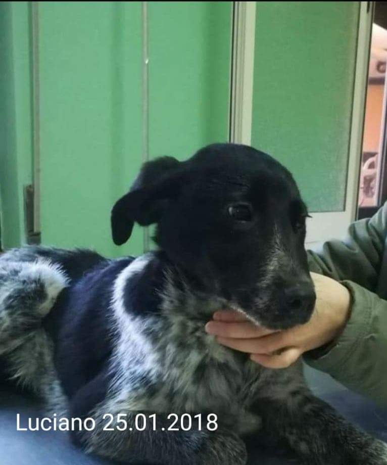 Massimo Borghi on Twitter: "🆘 🆘 🆘RIPORTATO IN CANILE DOPO UN ANNO E MEZZO SENZA PIETÀ 😠😠CERCA UN ...