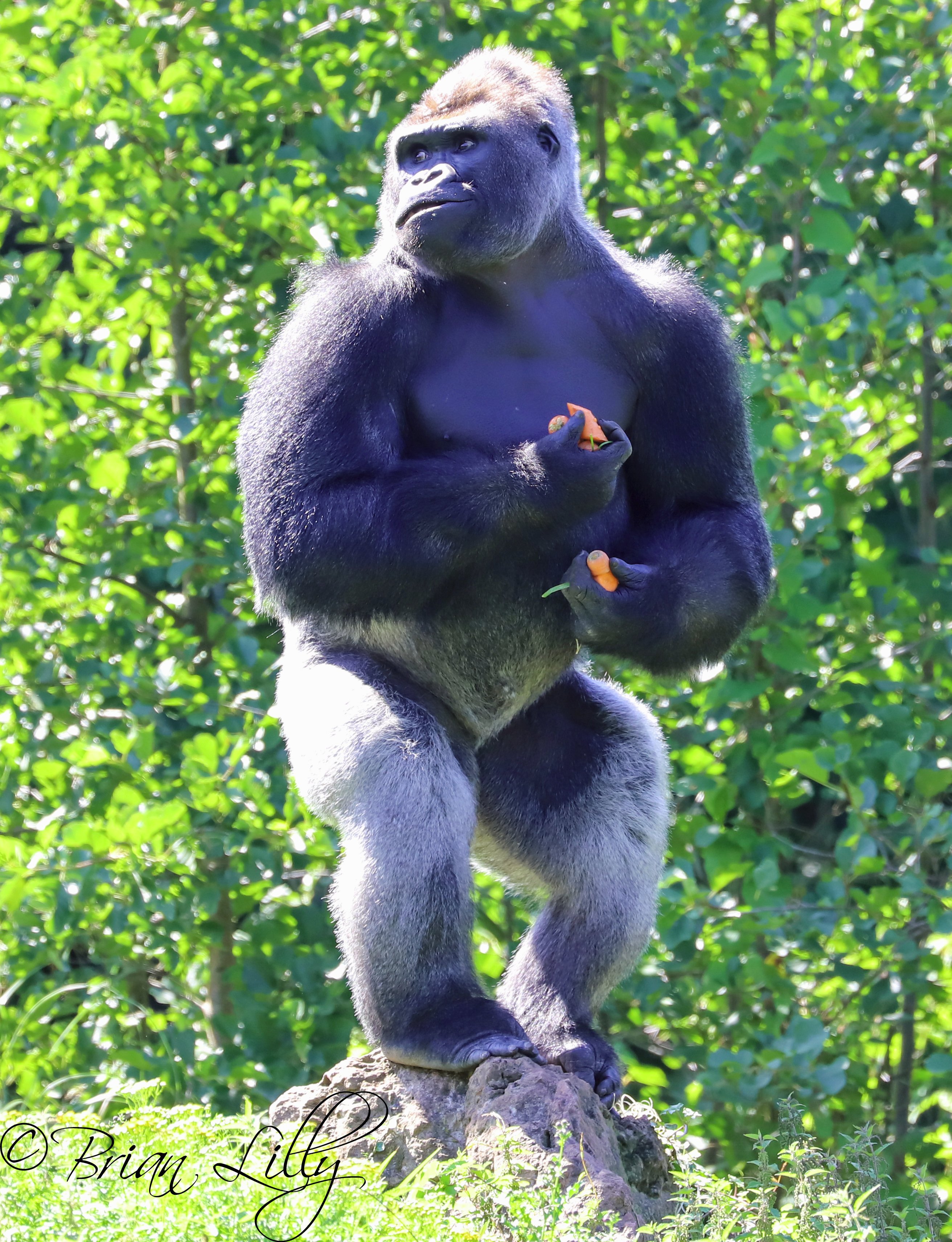 Gorilla Standing Up