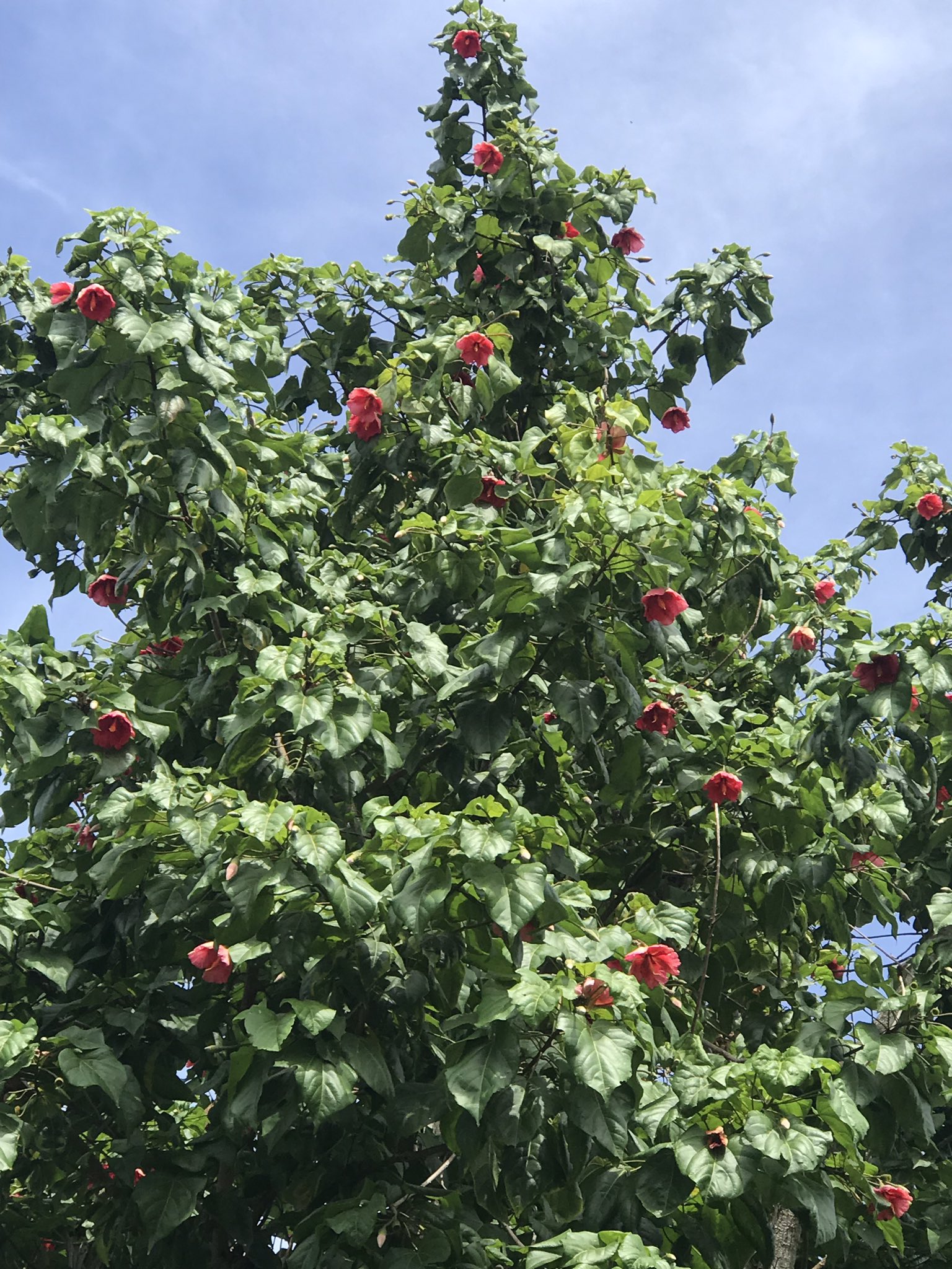 Arbol De Maga De Puerto Rico Bandera De Hibiscus De Puerto Rico,