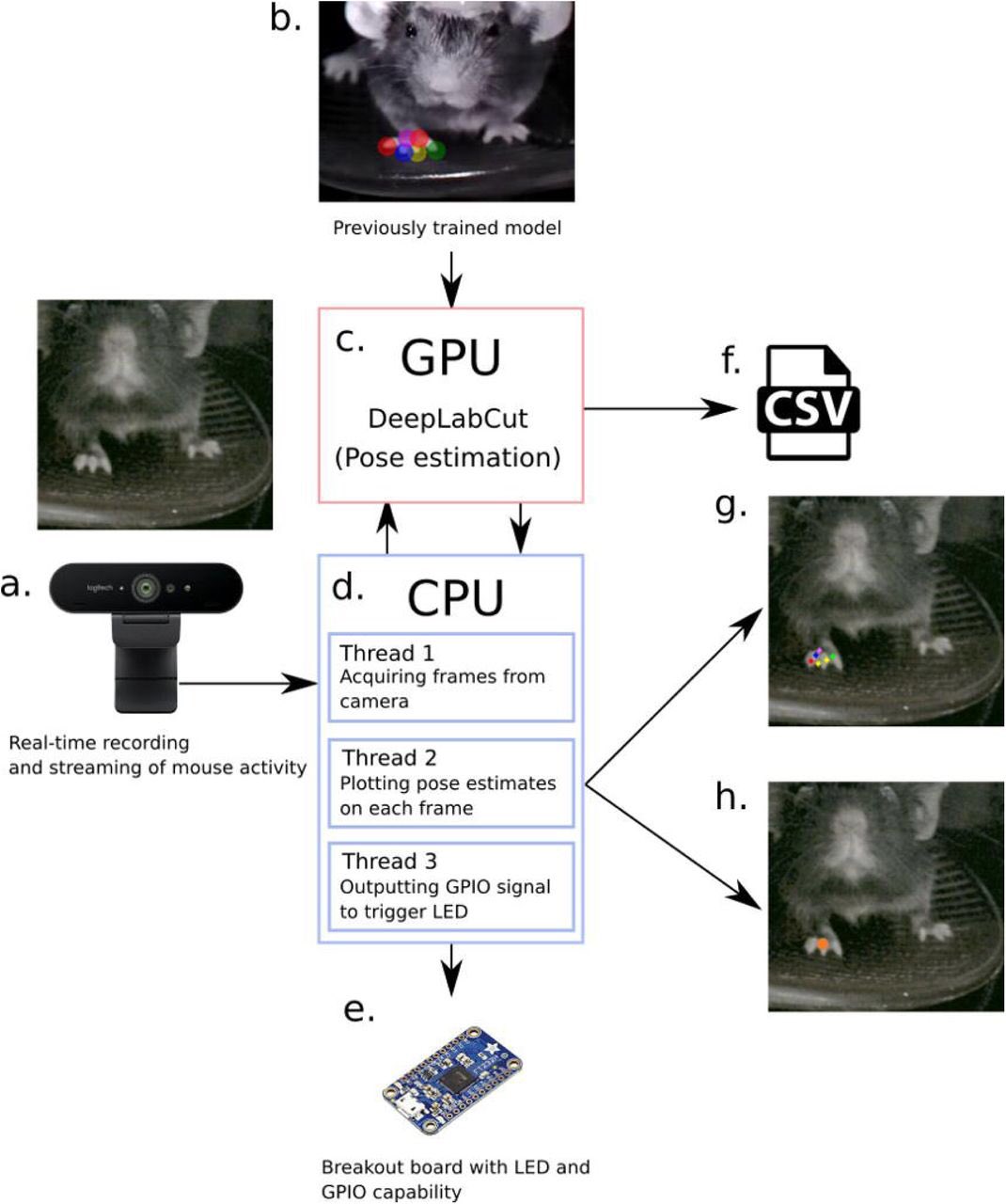 DeepLabCut on Twitter: "8/ Pupil tracking in mice using #deeplabcut https://t.co/52CcaI4MVh ...