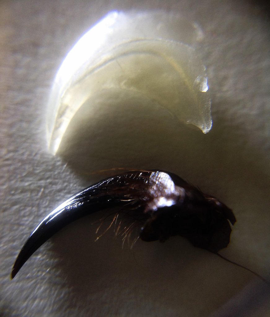 Goliath Tarantula Fangs