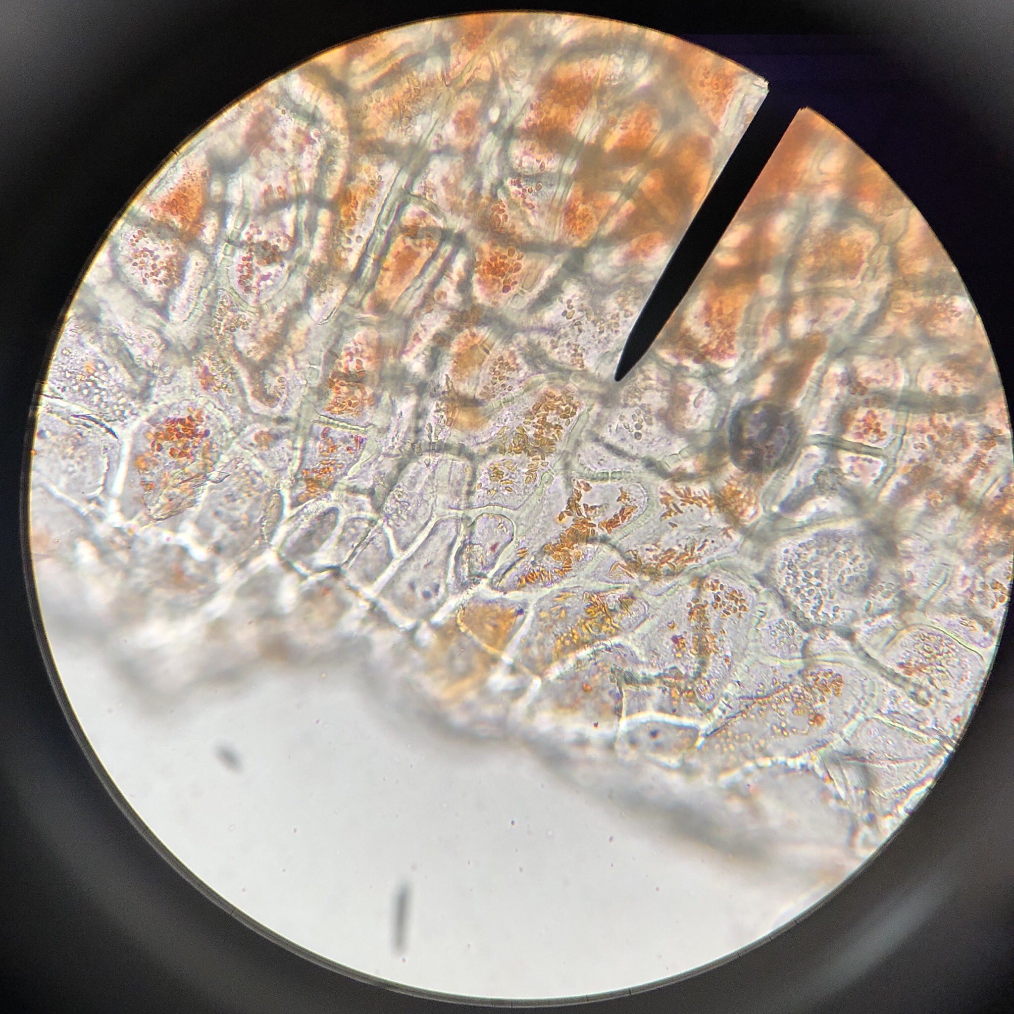 Onion Skin Cell 100x