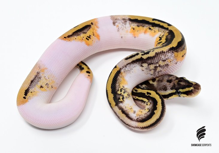 Super Firefly Ball Python