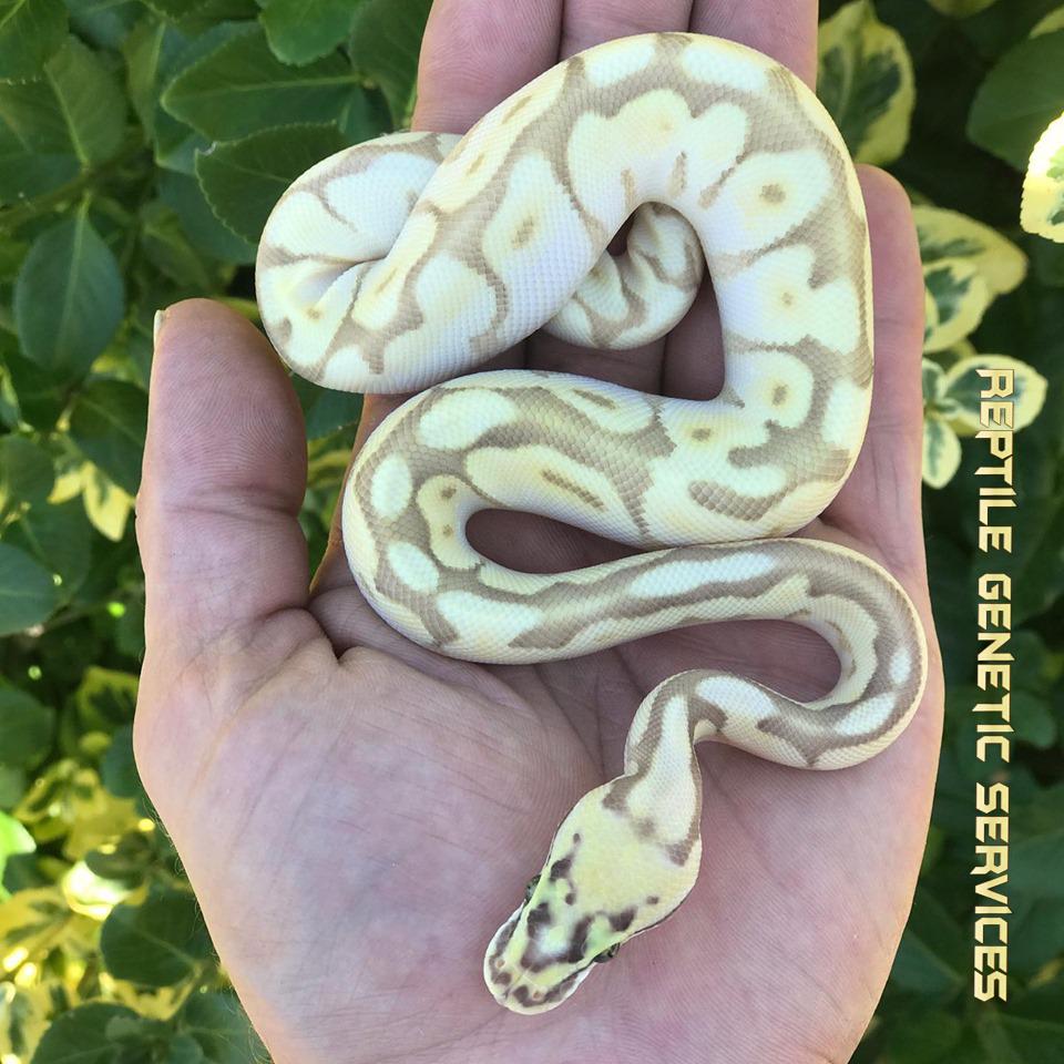 Butter Spider Ball Python