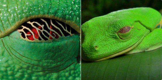 Red Eyed Tree Frog Sleeping