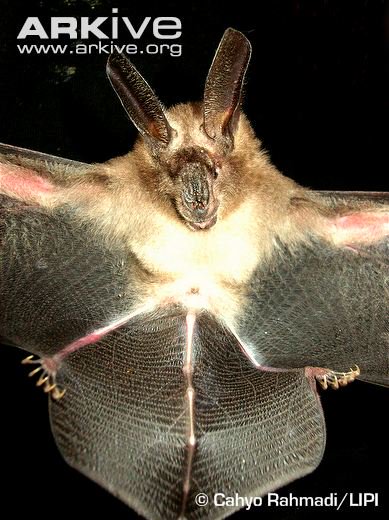Slit Faced Bat