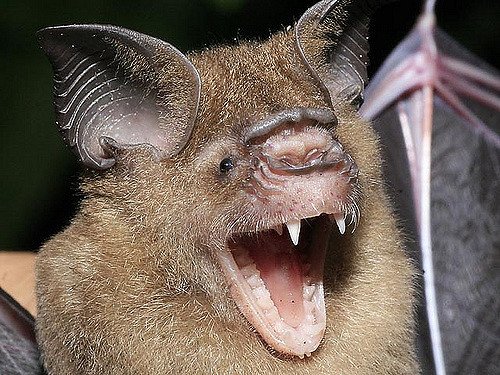 Leaf Nosed Bat