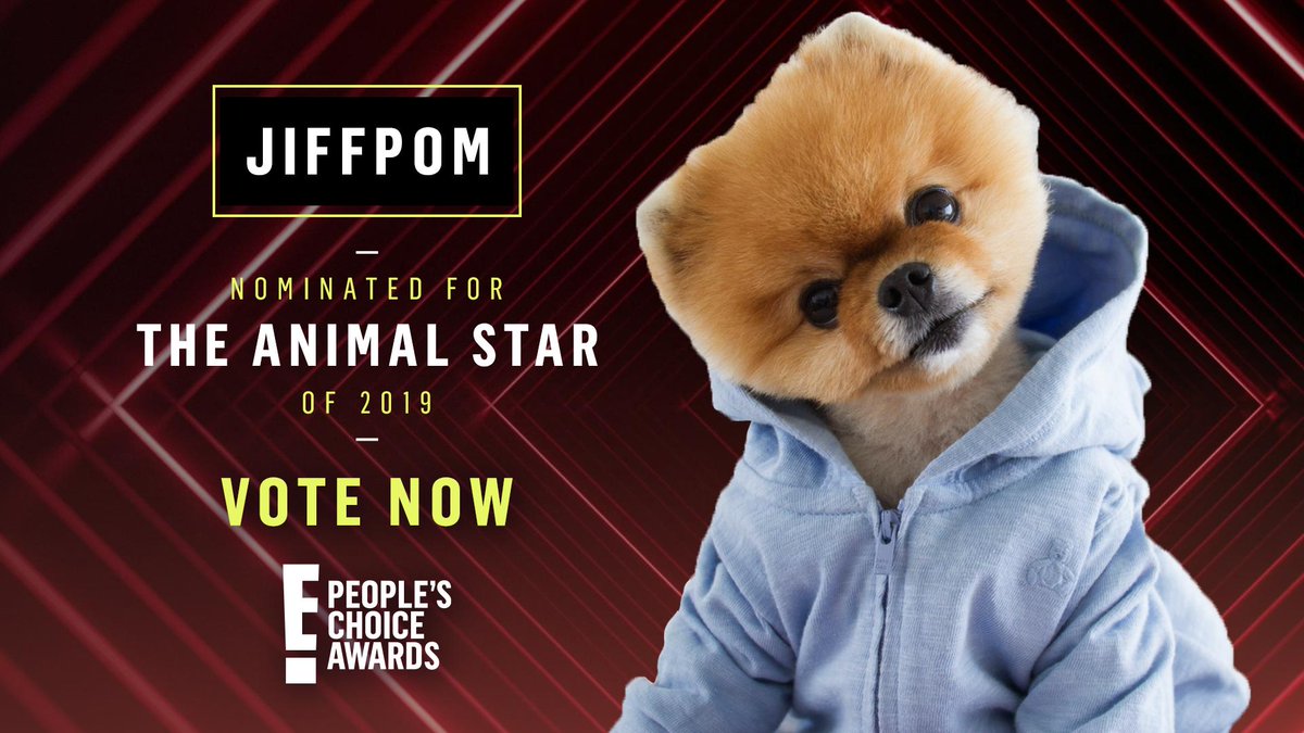 Is Jiffpom The Same Dog As Boo