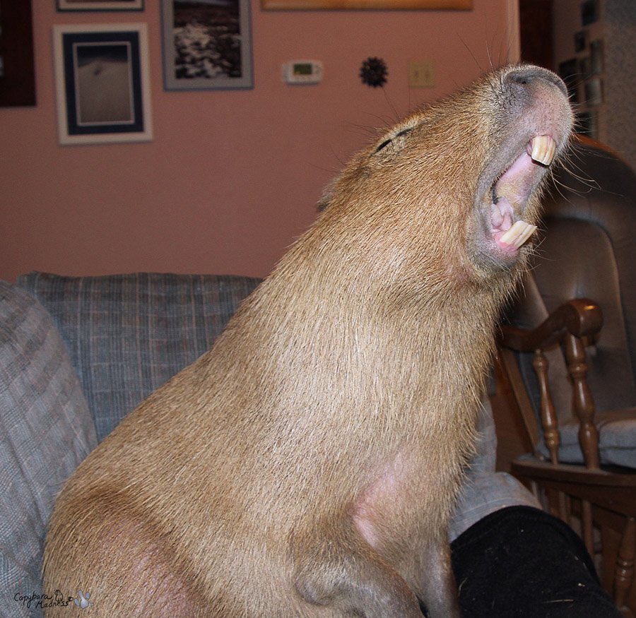 Capybara Bite