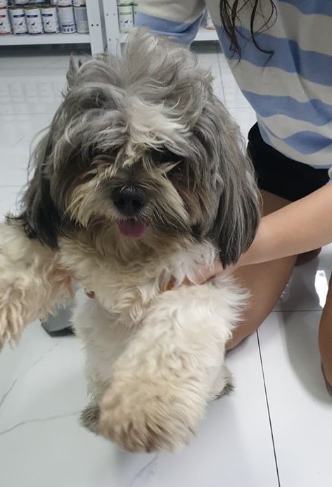 JS100 on Twitter: "พบสุนัขชิสุ เพศผู้ อายุประมาณ 2 ปี นิสัยขี้อ้อนมาก เดินพลัดหลงมาที่ซอยรัชดา ...