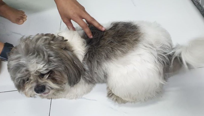 JS100 on Twitter: "พบสุนัขชิสุ เพศผู้ อายุประมาณ 2 ปี นิสัยขี้อ้อนมาก เดินพลัดหลงมาที่ซอยรัชดา ...