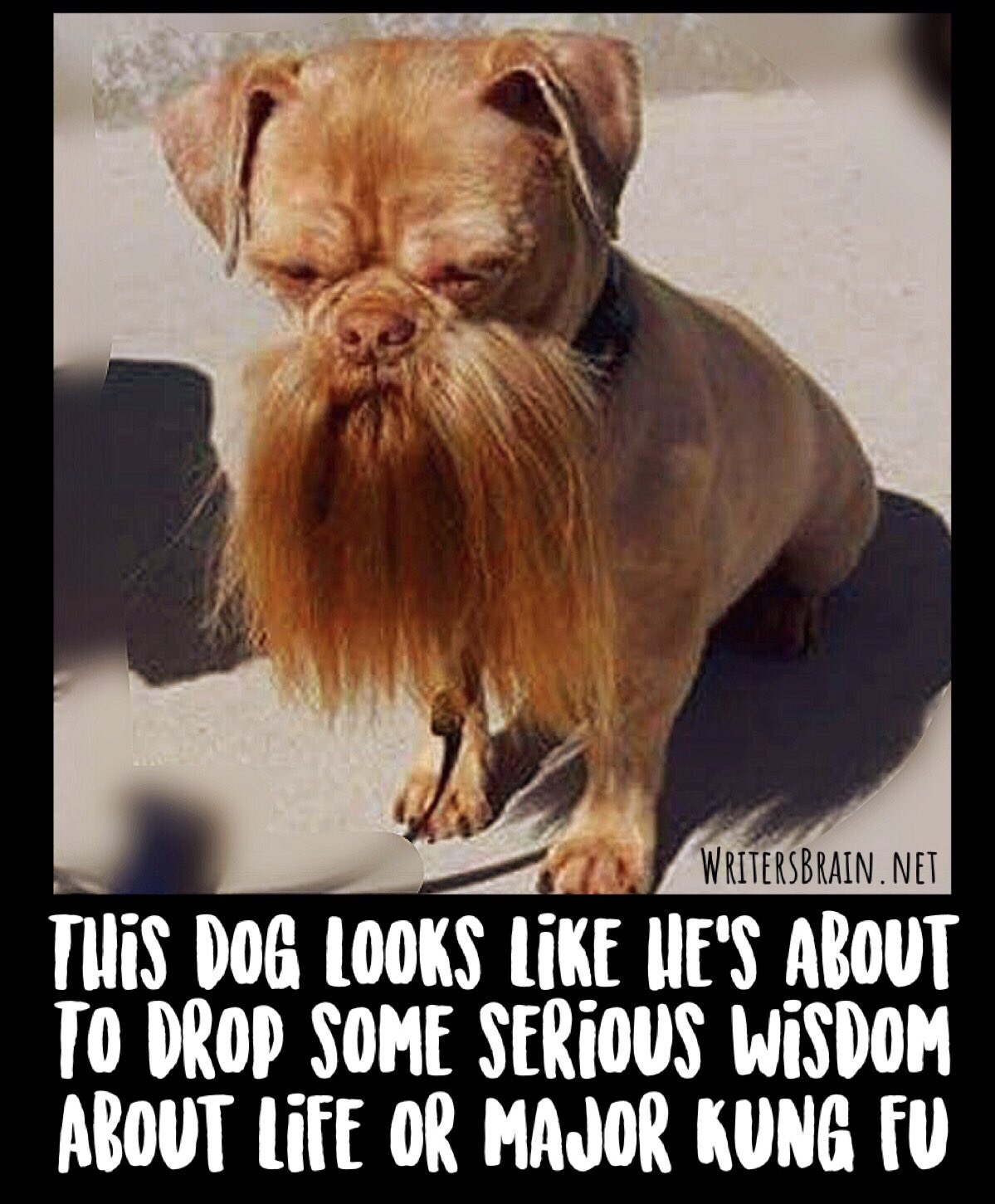 Dog Beard Memes