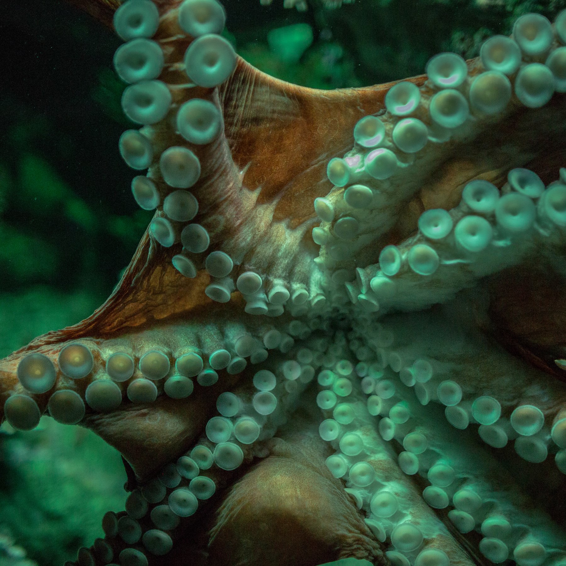 Giant Pacific Octopus Beak