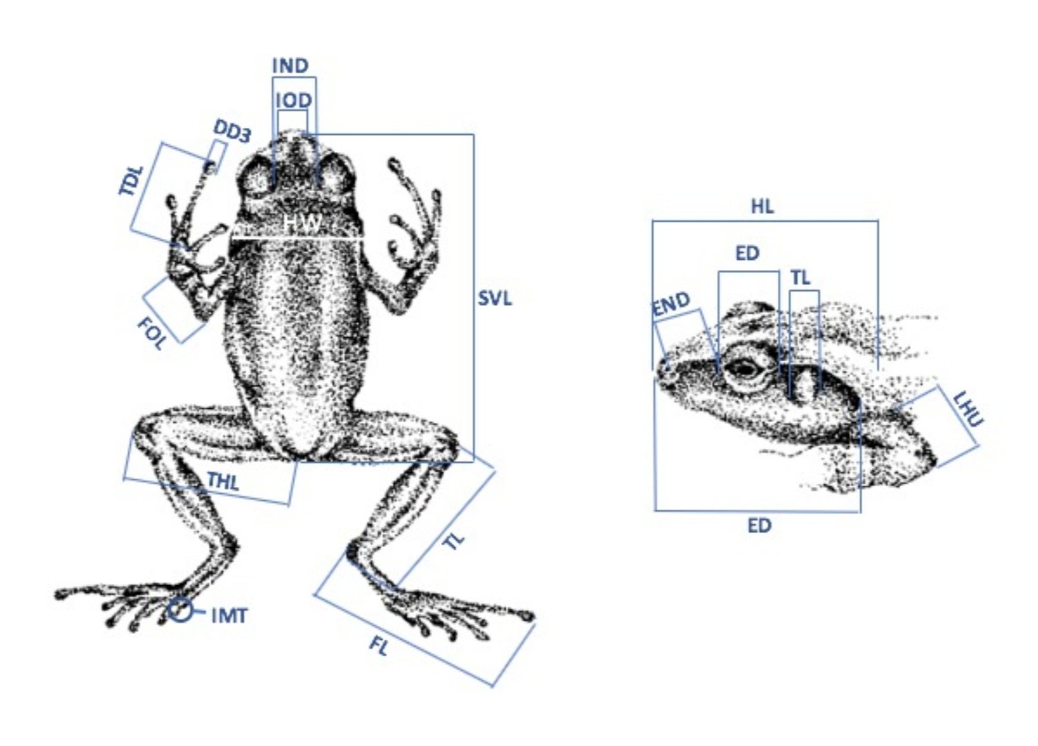 Labeled Toad Drawing